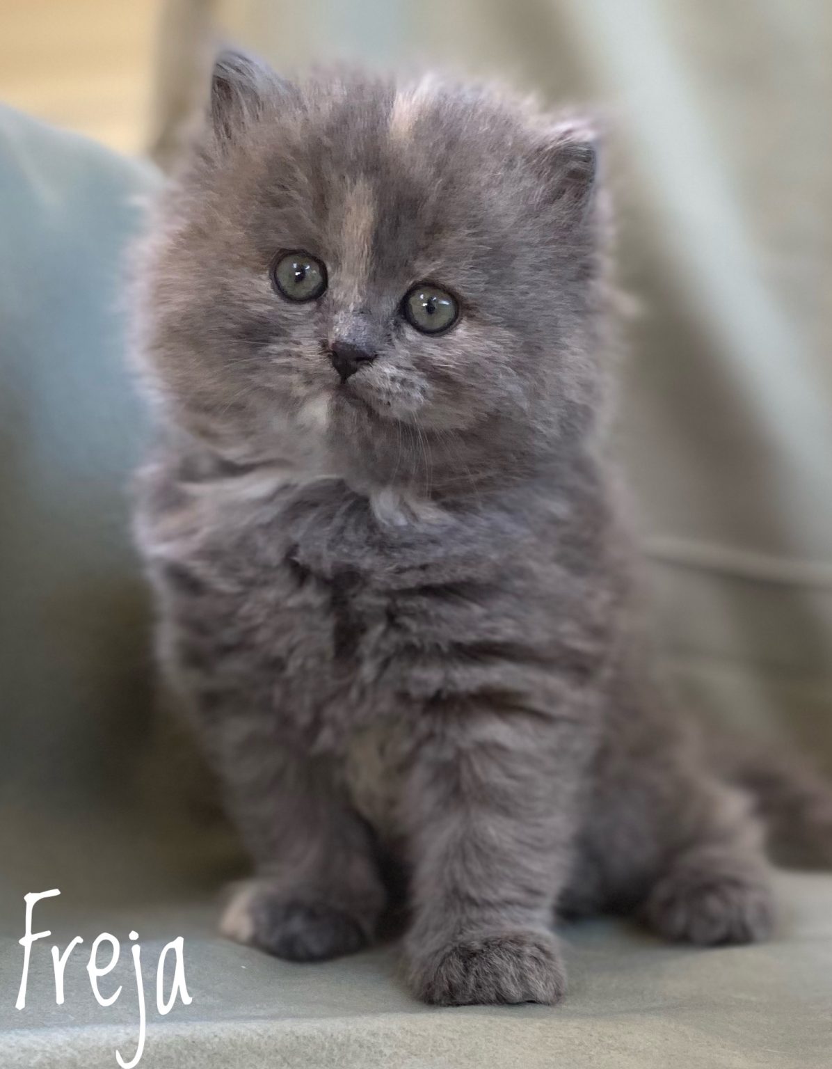 Freja – Classic Beauty